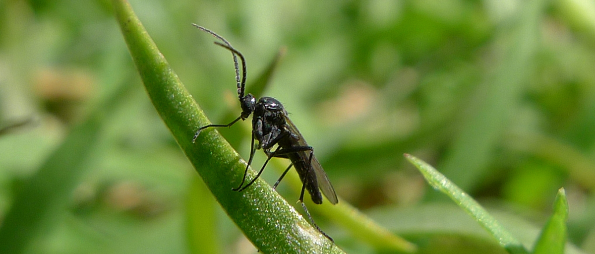 Searles | Controlling Fungus Gnats